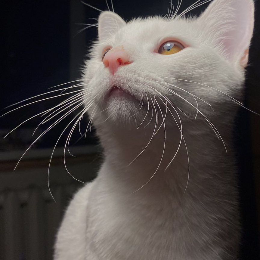 Кот в добрые руки