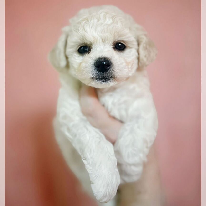 Бишон фризе, щенок