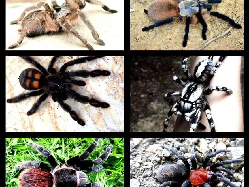 Пауки-птицееды