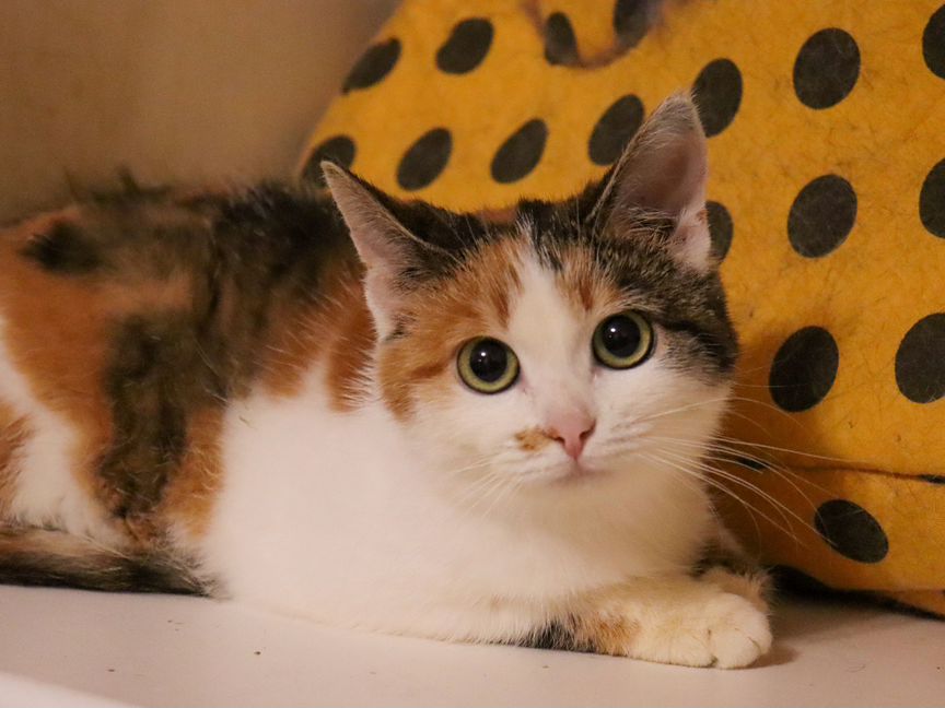 Отдам в добрые руки