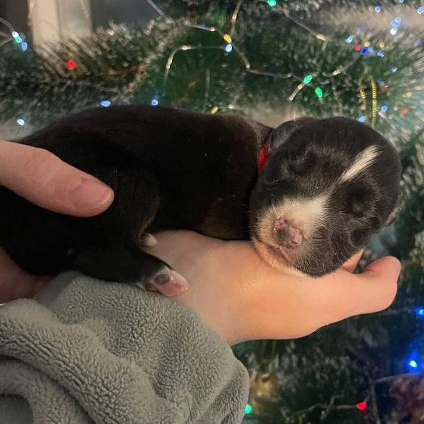 Вельш Корги Кардиган, щенок