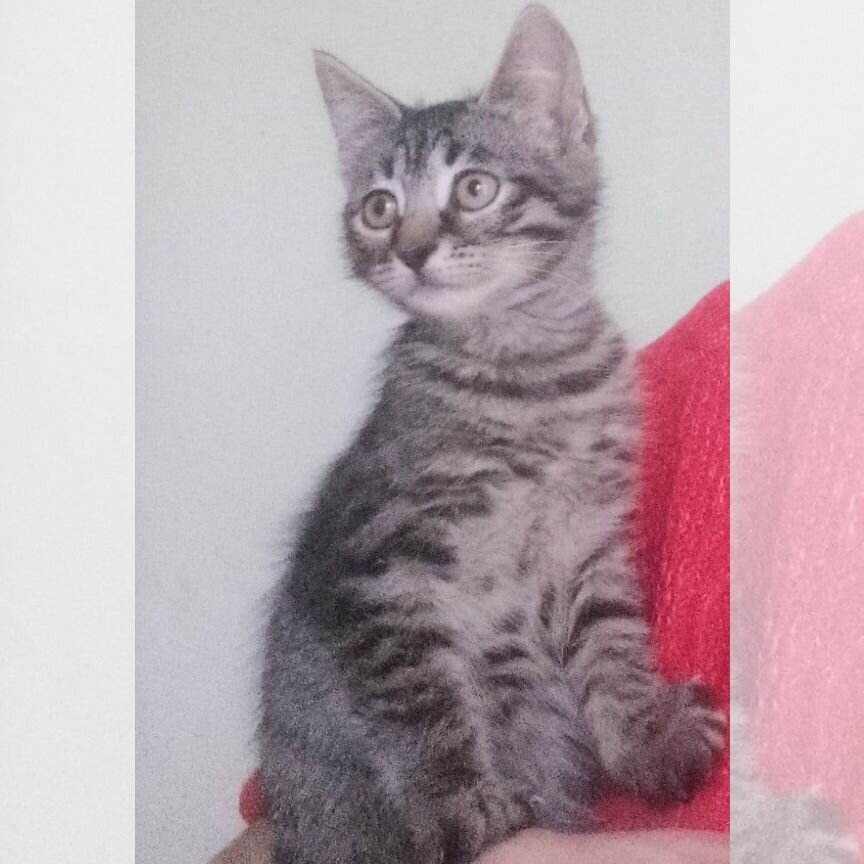 Котята бесплатно