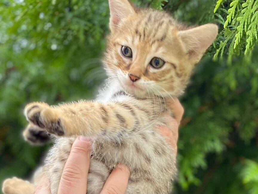 Котик чаузи ф1