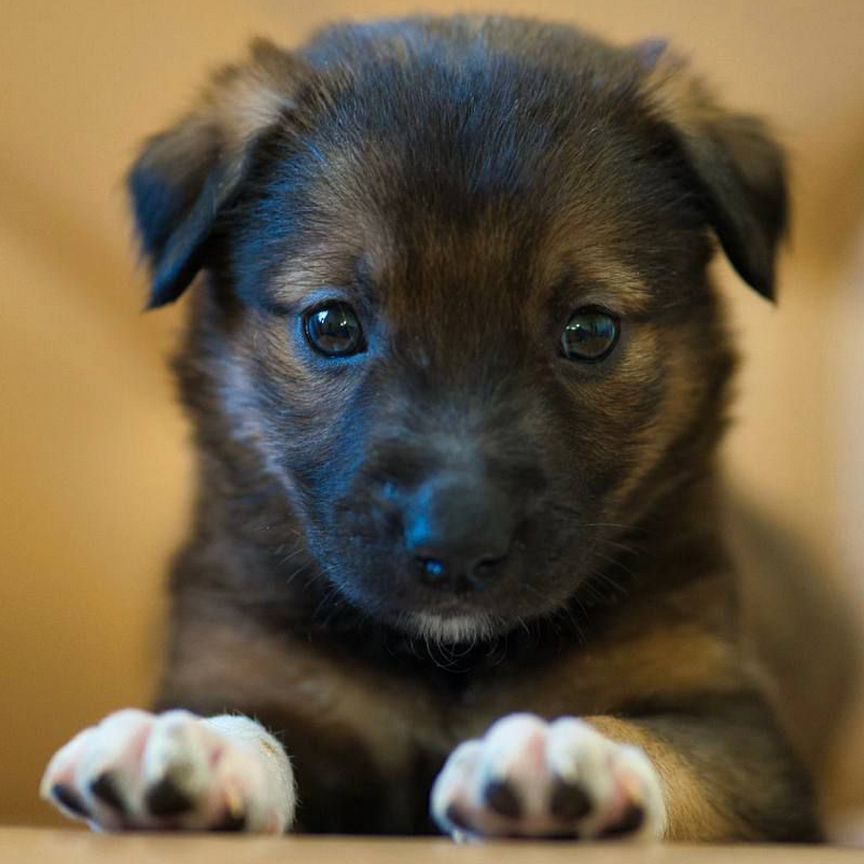 Щенок в добрые руки