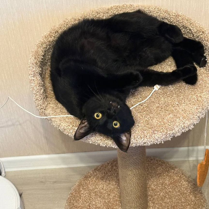 Отдам кота только в добрые руки