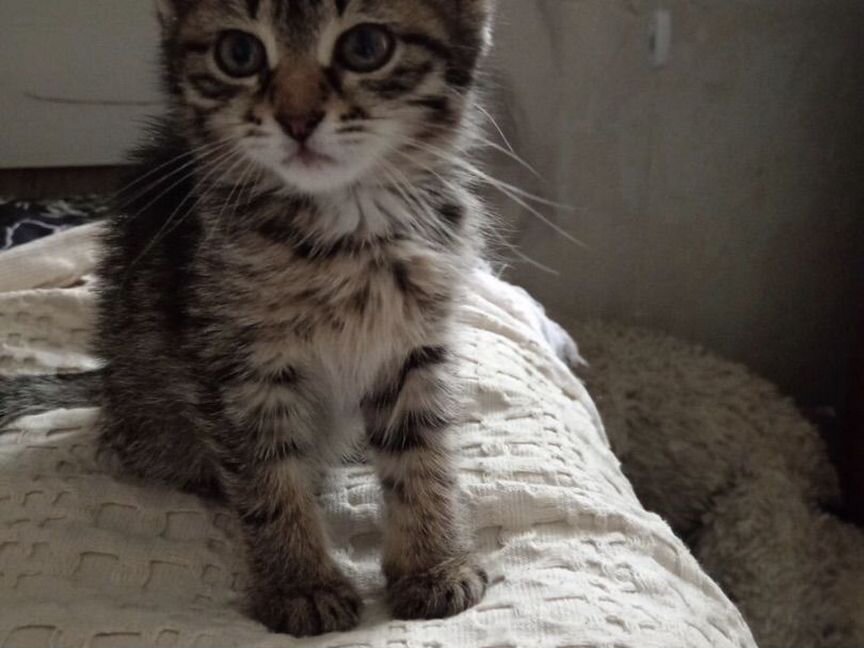 Котенок очень ищет мам и пап