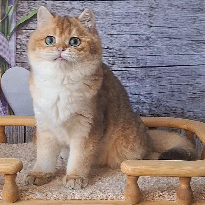 Британский короткошёрстный котёнок