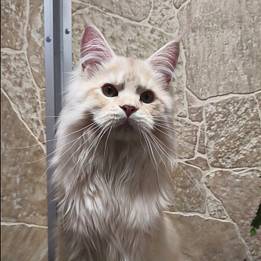 Мейн-кун котёнок