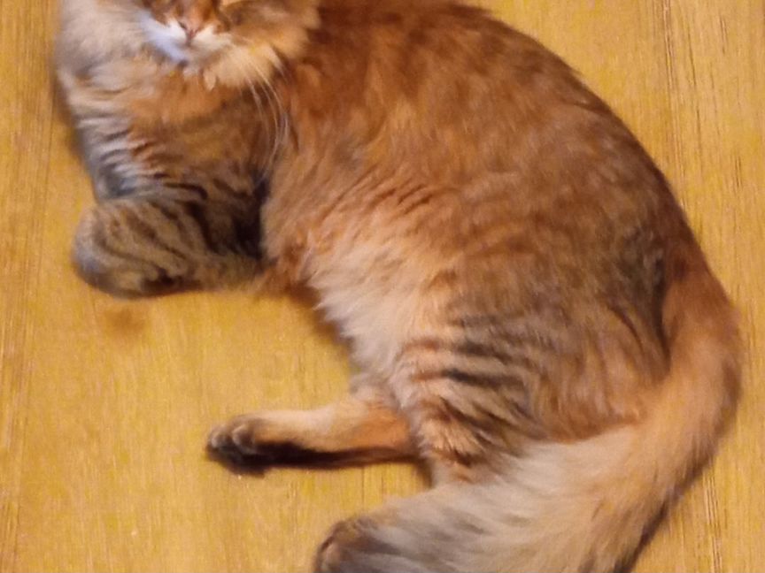 Кошка в дар