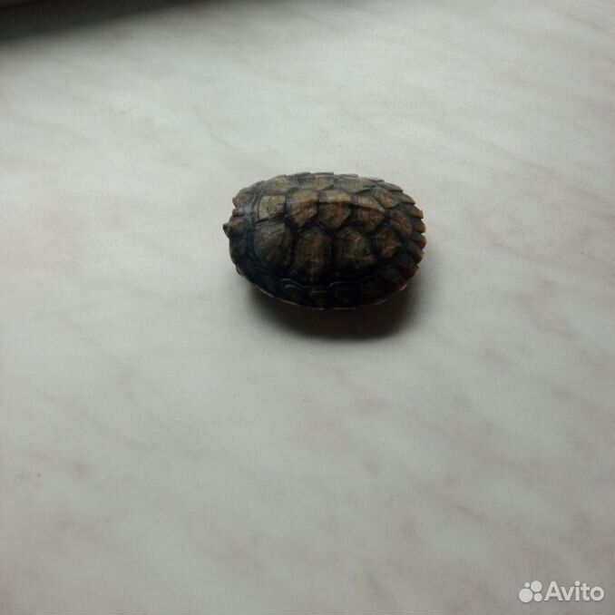 Черепашка маленькая