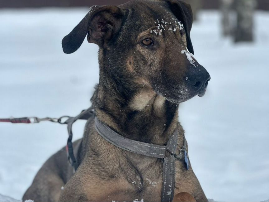 Тяжёлая судьба Дизеля