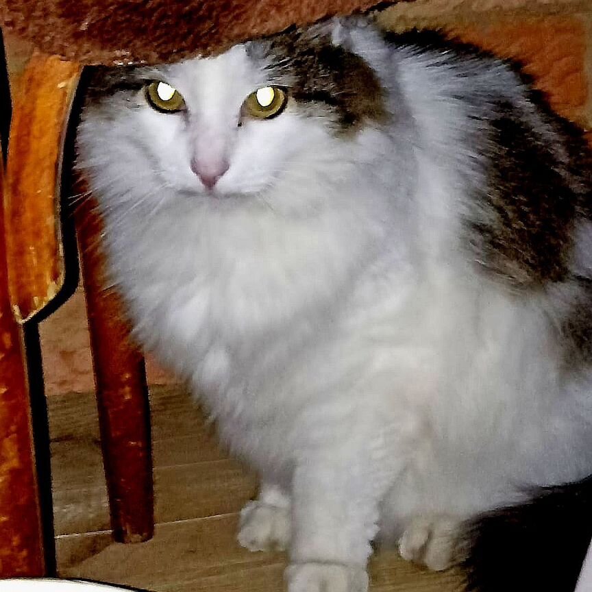 Отдам кота в добрые руки бесплатно