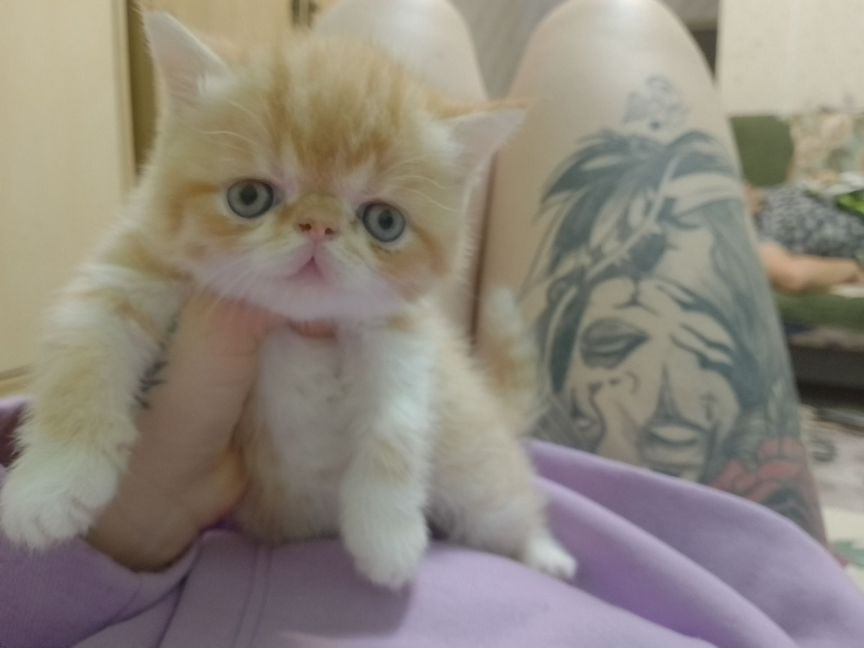 Персидские котята экзоты