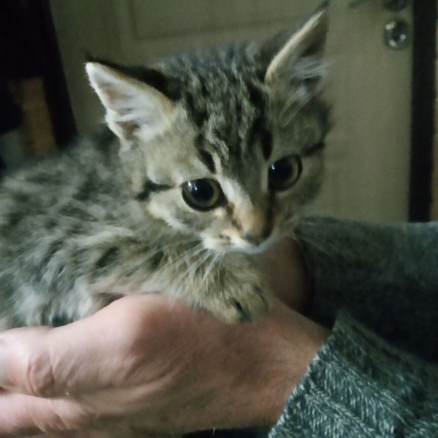 Котёнок в добрые руки