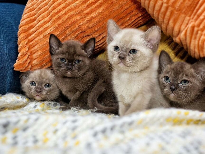Клубные котята европейской бурмы