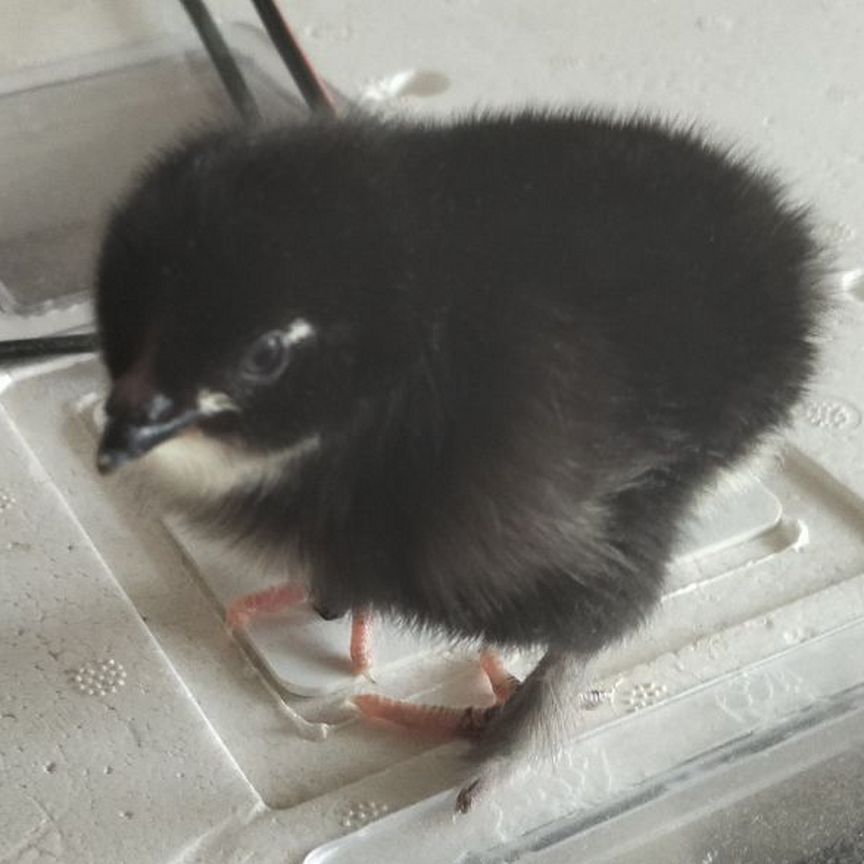 Цыплята суточные