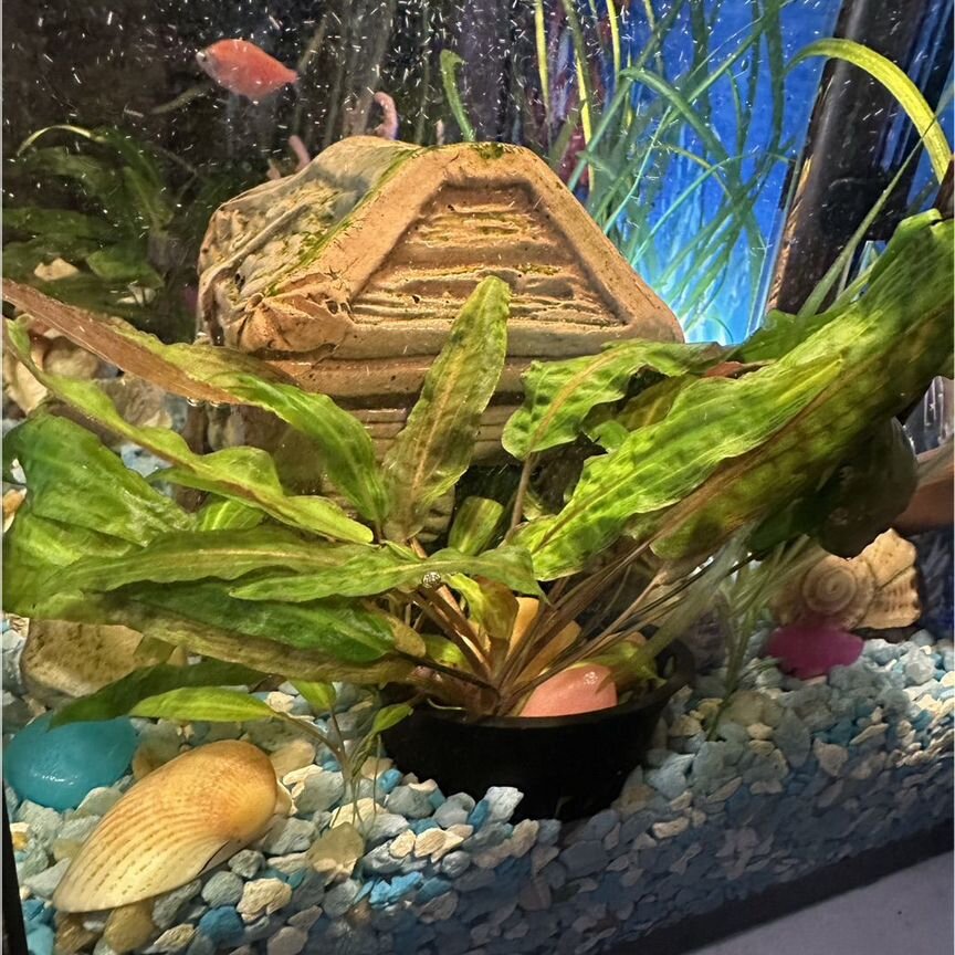 Аквариумные растения криптокарина, циперус