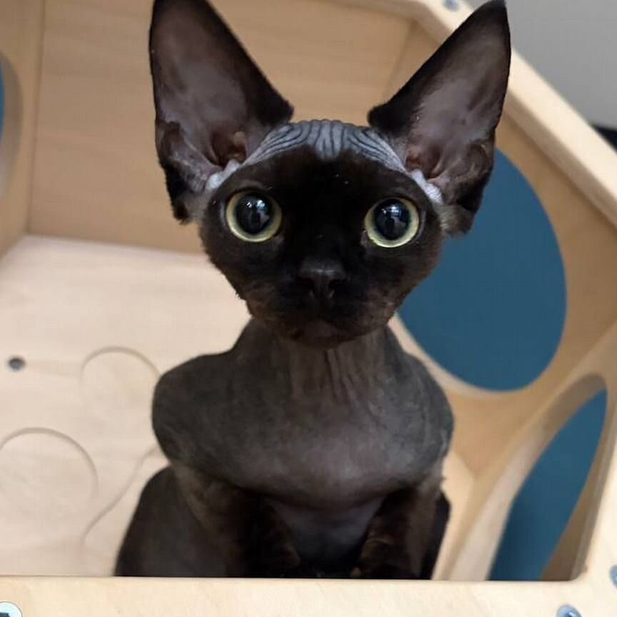 Девон-рекс котёнок