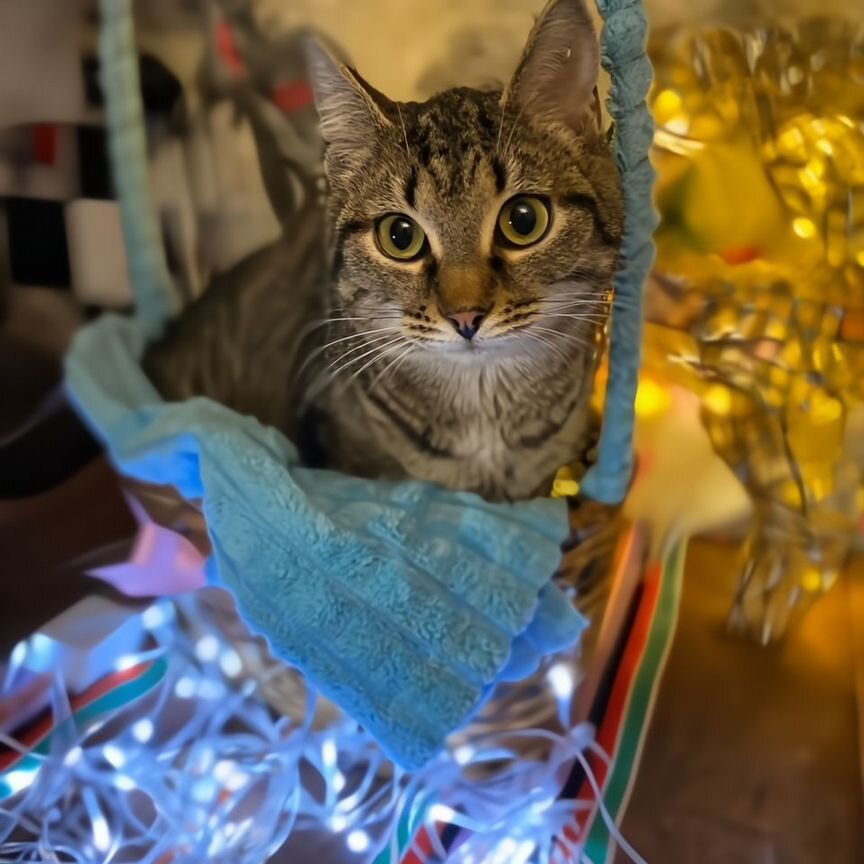 Котёнок в добрые руки