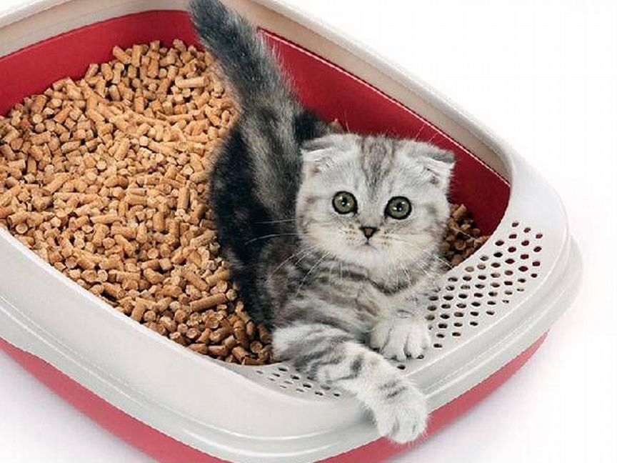 Наполнитель для кошачьего туалета