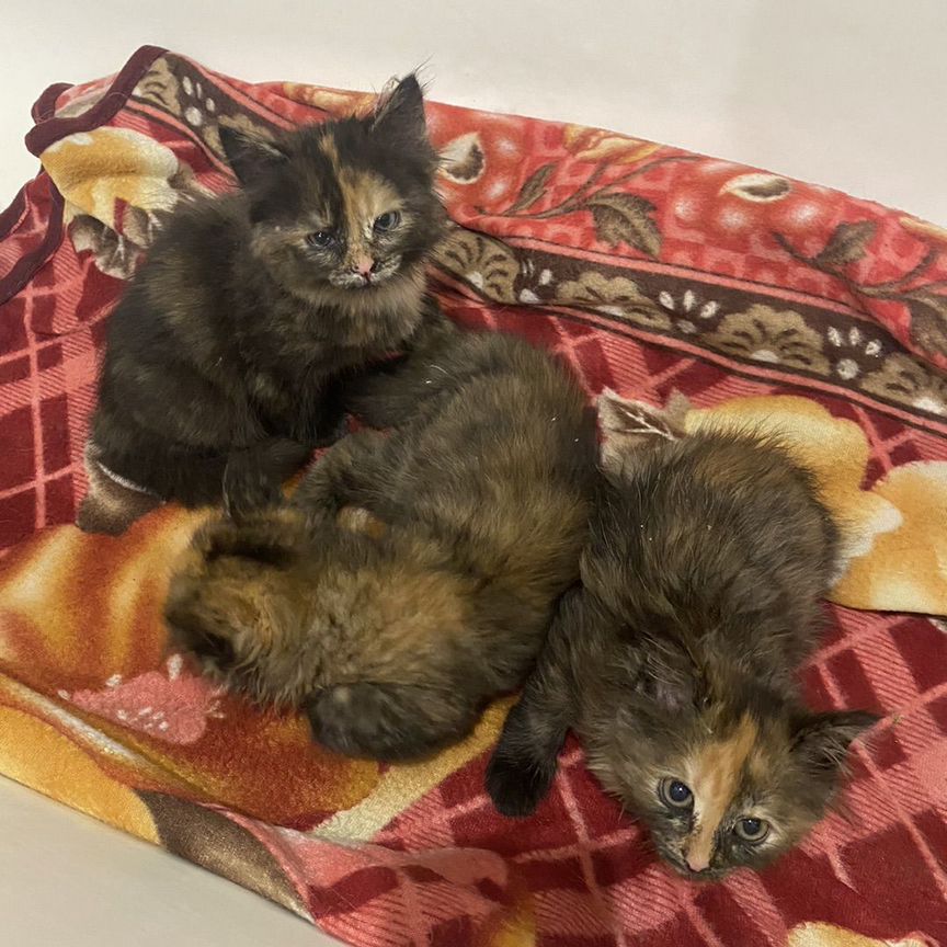 Котята в добрые руки бесплатно