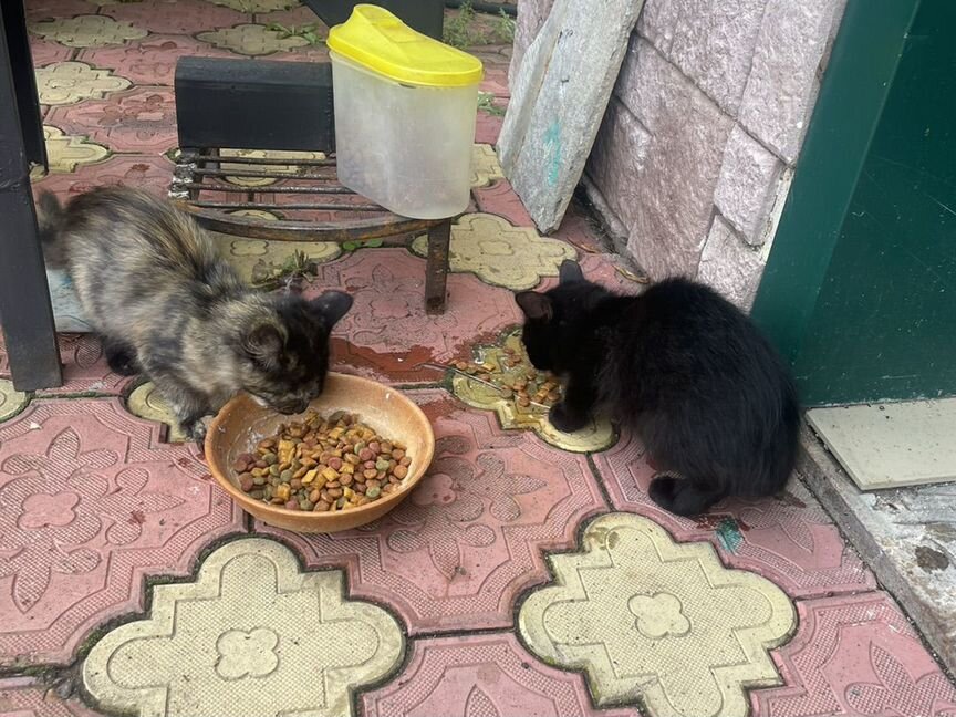 Котята в добрые руки