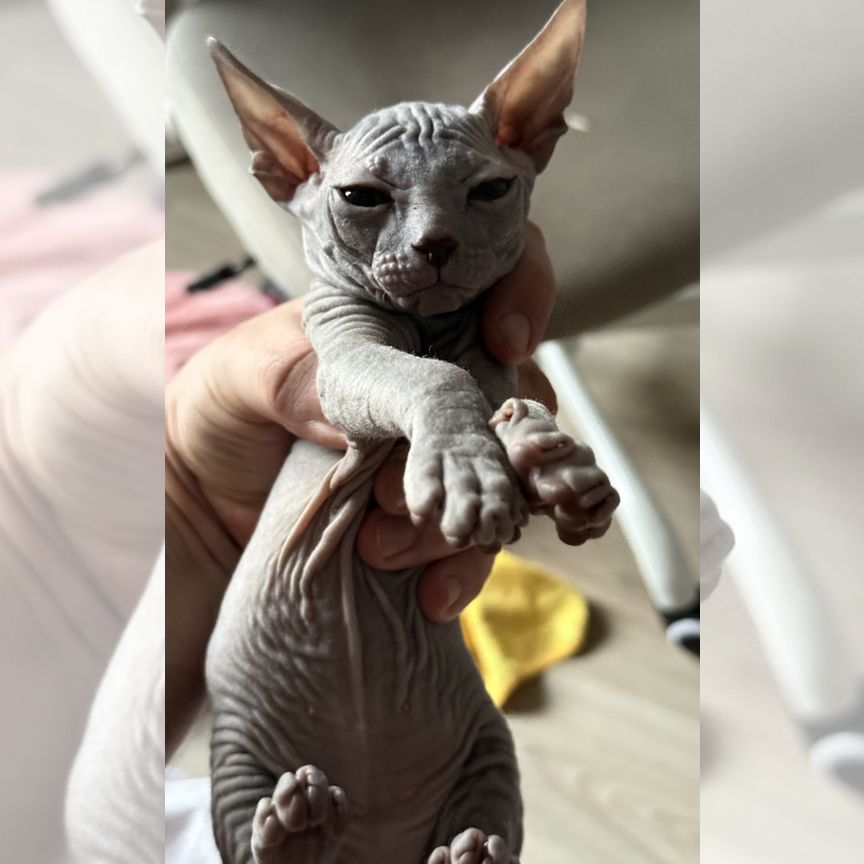 Канадский сфинкс котёнок