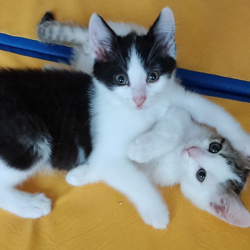 Ищем семью/друга/хозяина