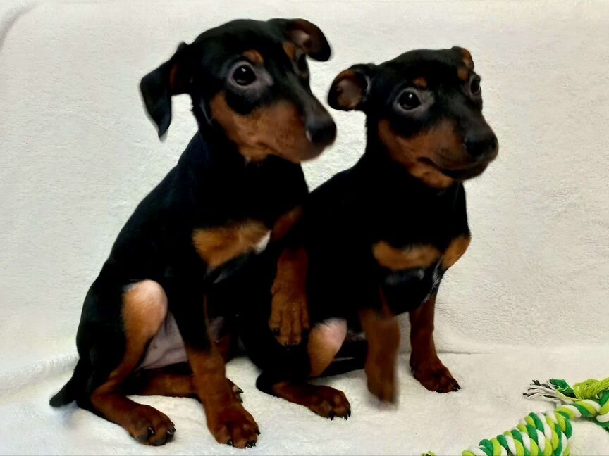 Цвергпинчер