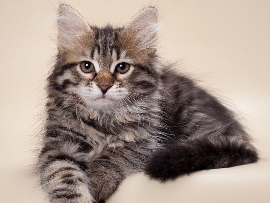 Сибирские котята бесплатно