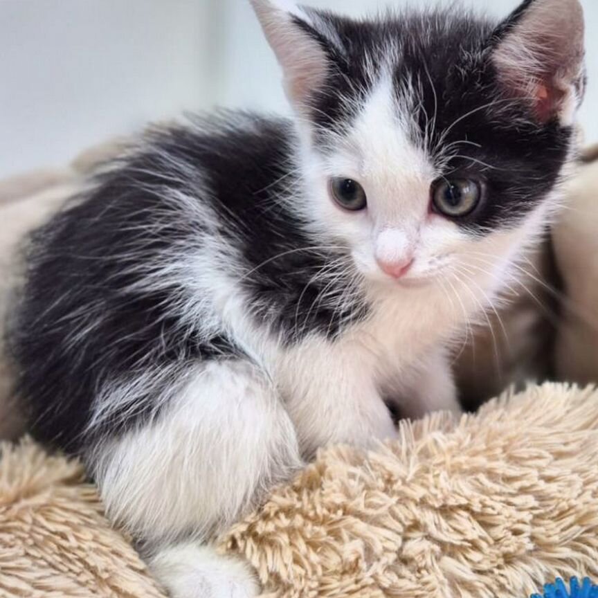 Маленький котёнок мальчик 1 месяц