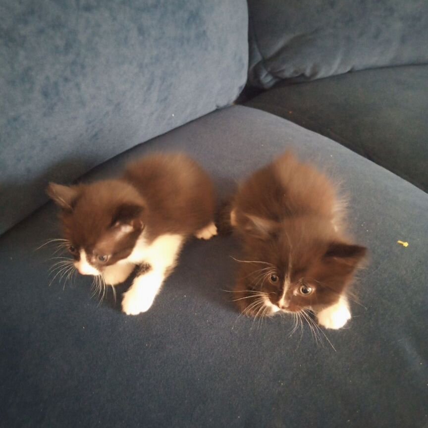Сибирский котёнок