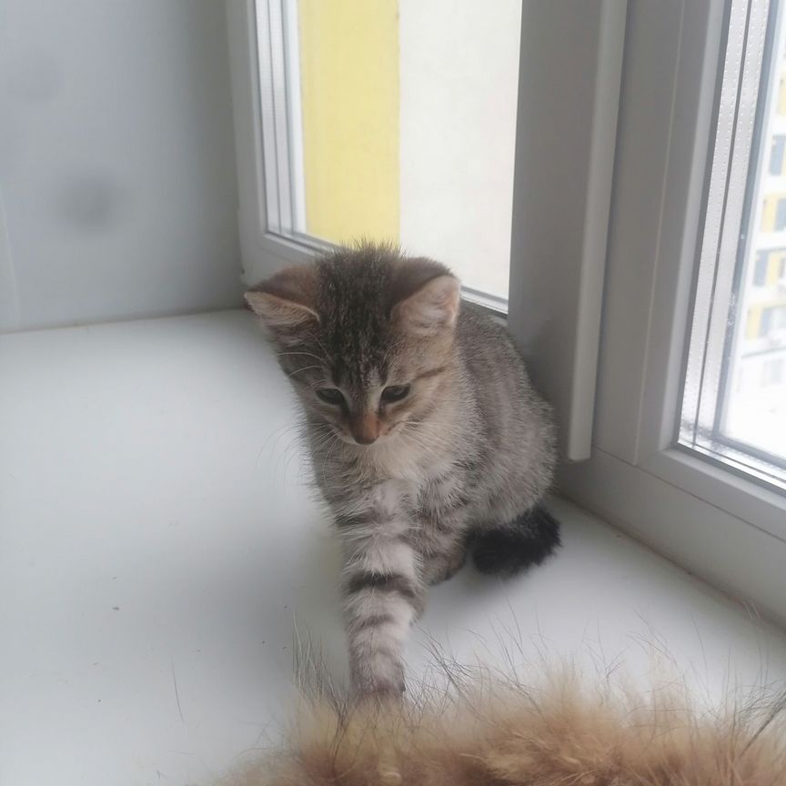 Котенок 3 месяца девочка