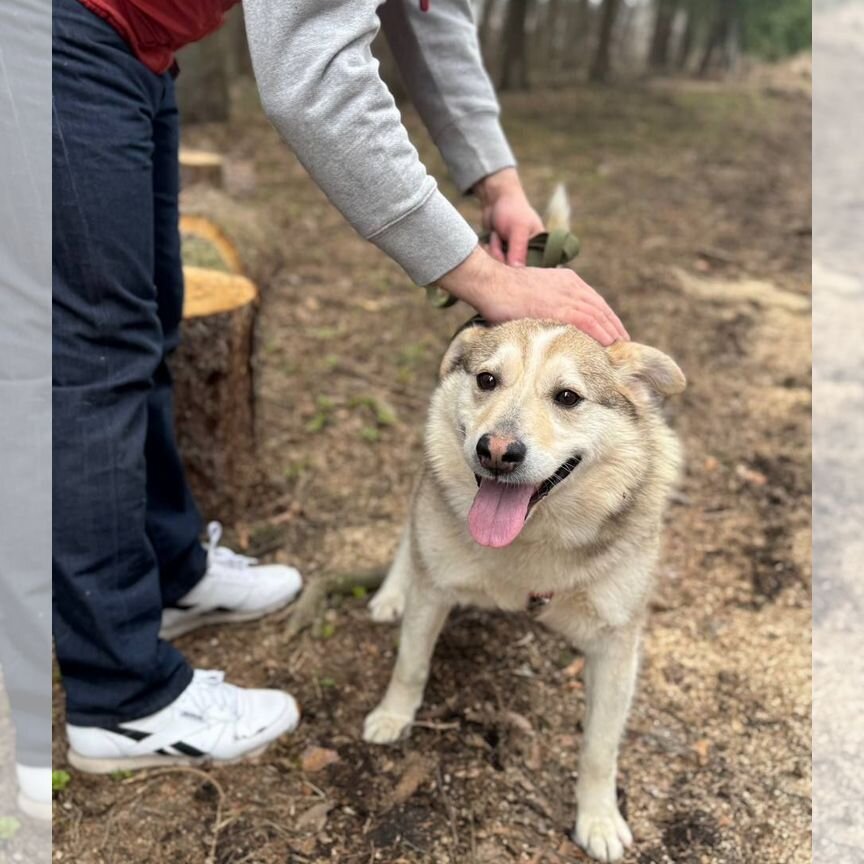 Взрослый пёс в добрые руки