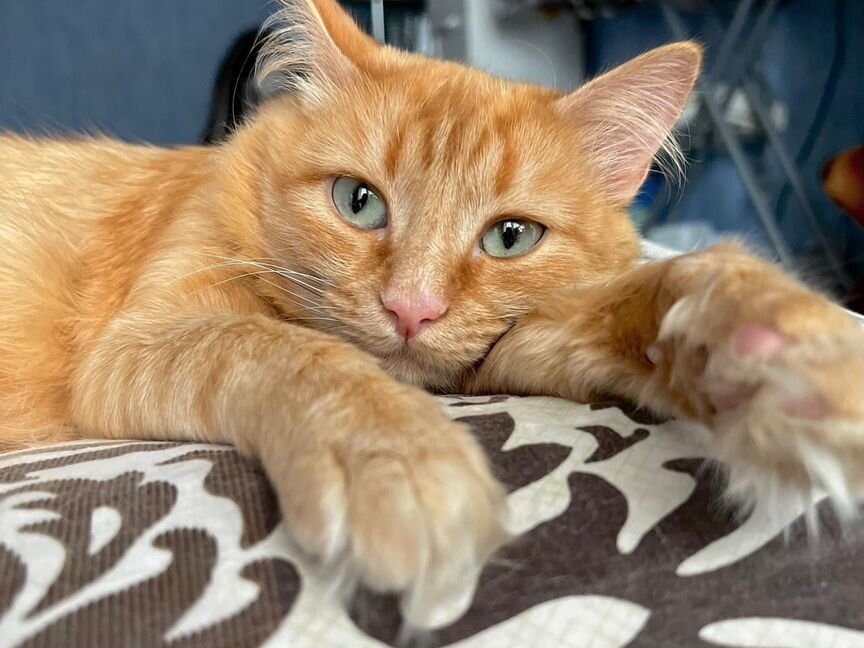 Рыжая кошка