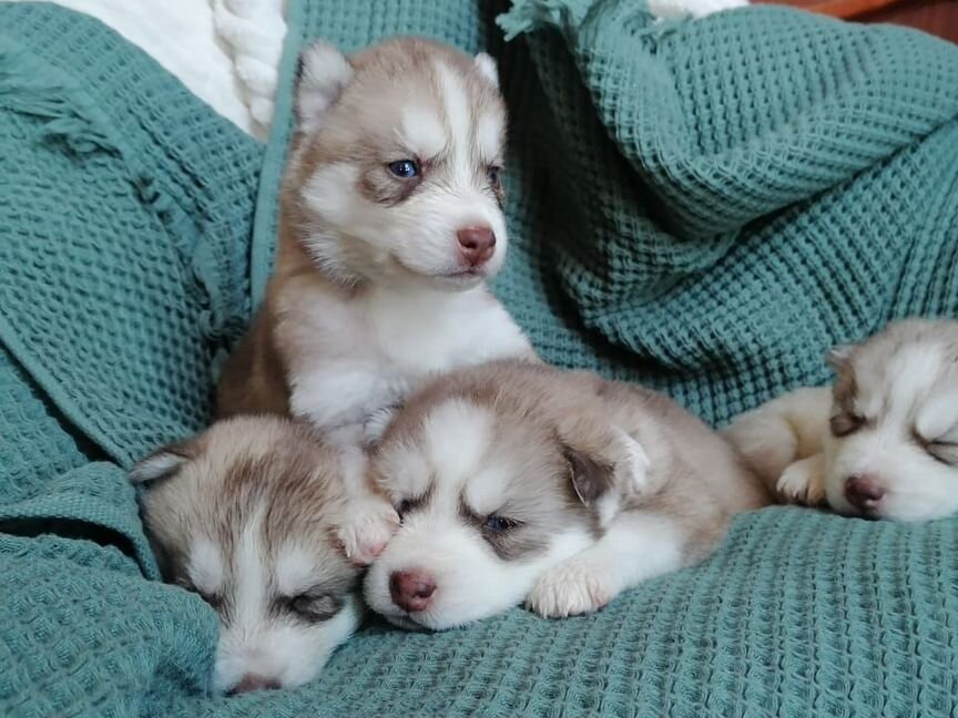 Щенки хаски