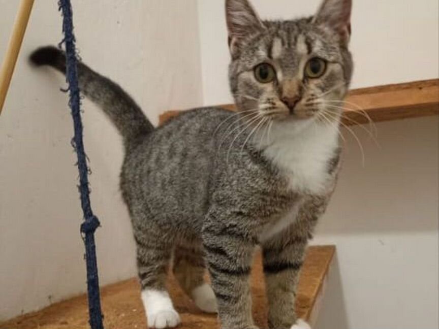 Котенок девочка