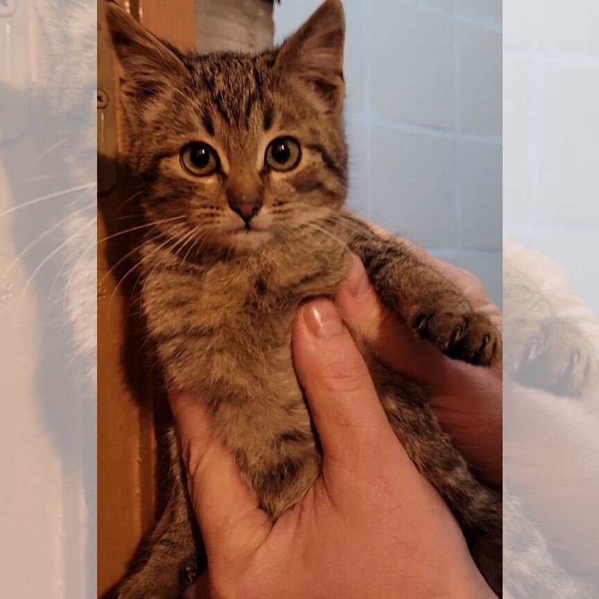 Котёнок в добрые руки