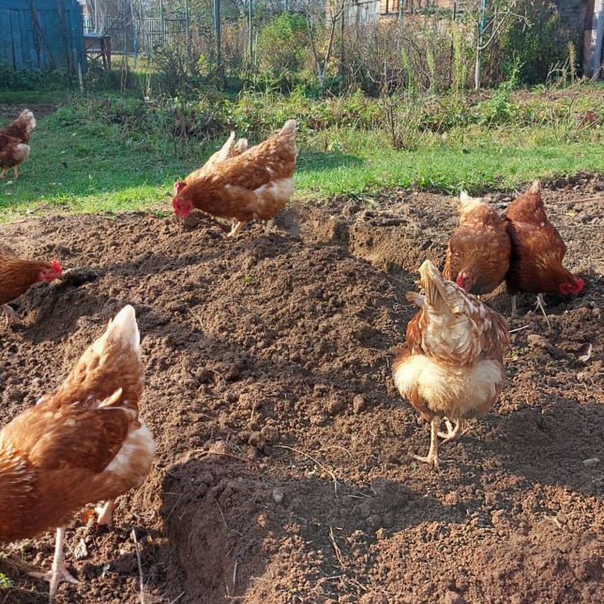 Куры несушки