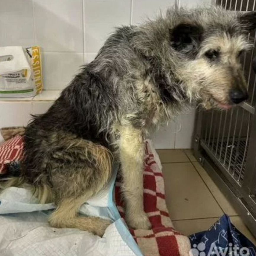 Взрослый пёс в добрые руки