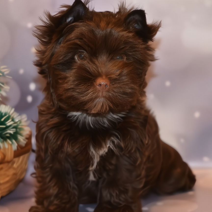 Йоркширский терьер, щенок