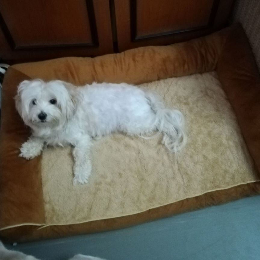 Щенки болонки