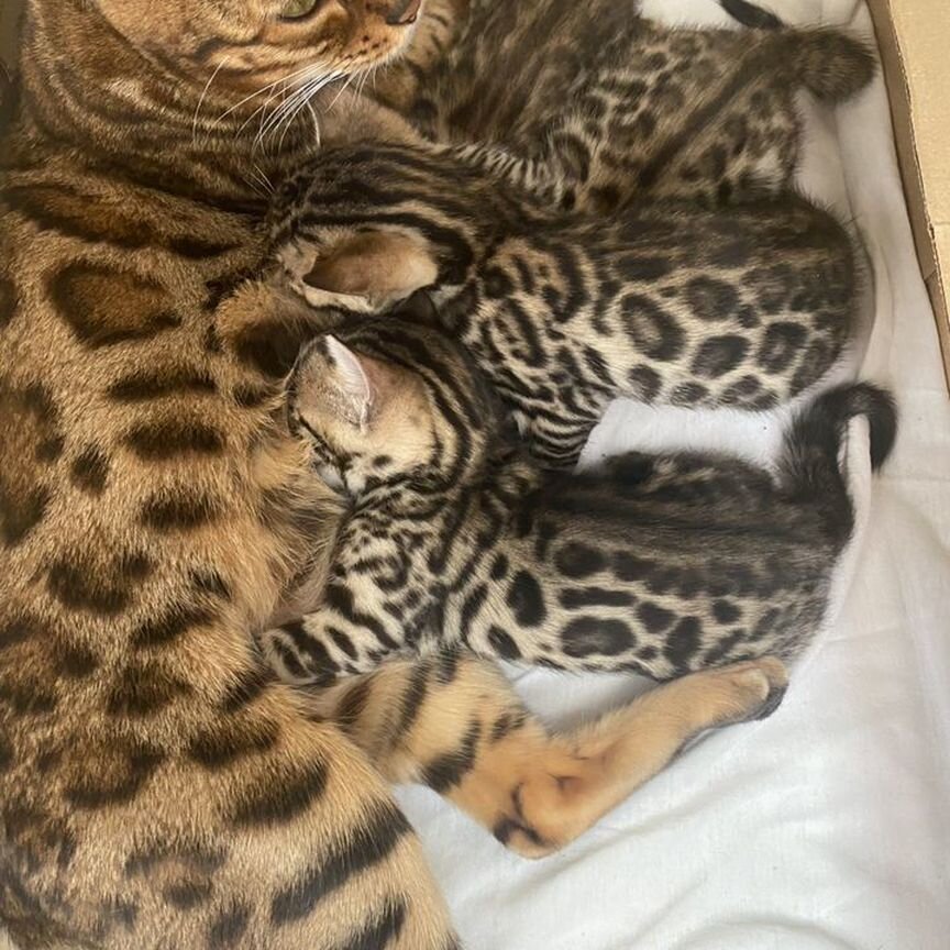 Бенгальские малыши