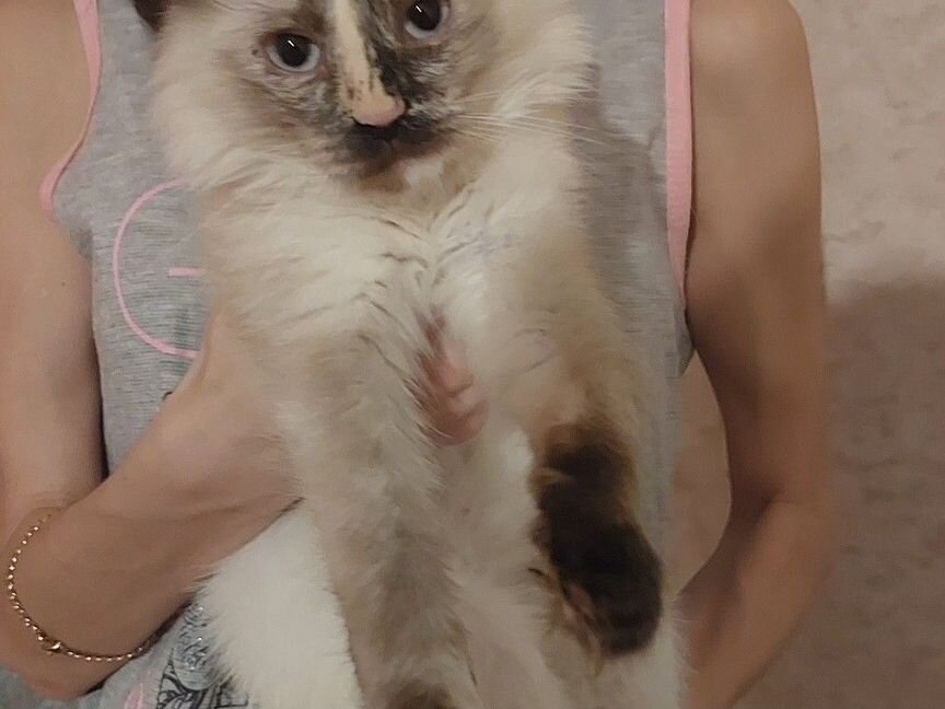 Кошечку ждёт улица