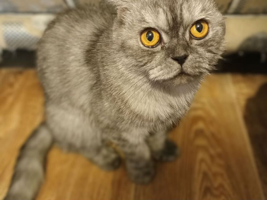Британская кошка