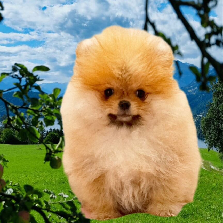 Шпиц