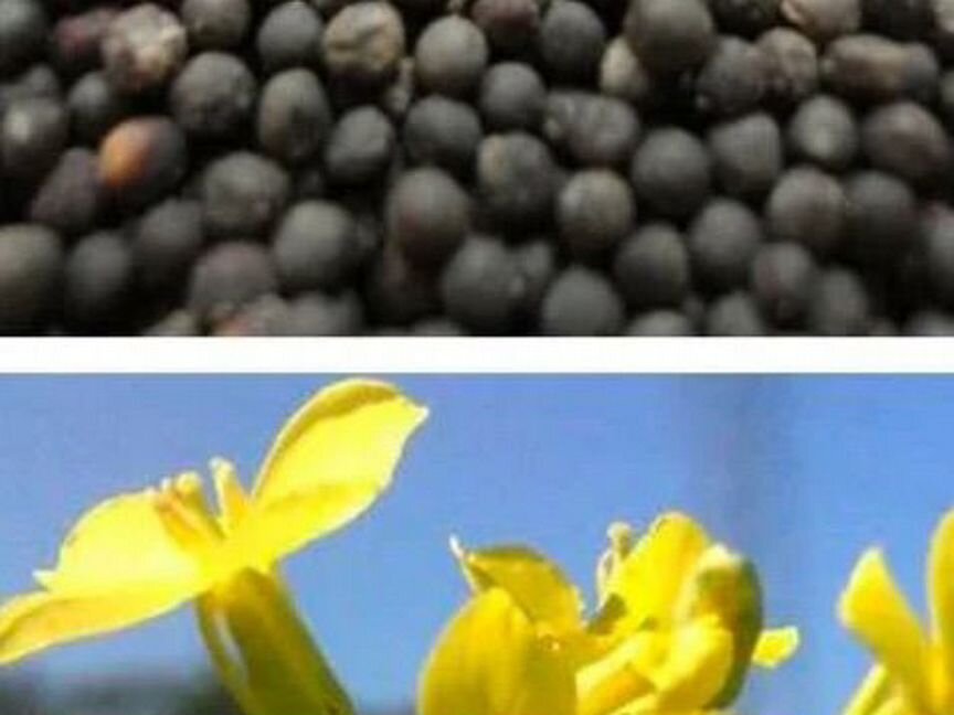 Рапс продовольственный