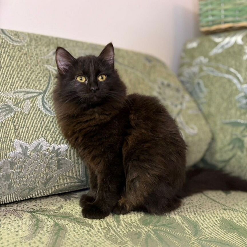 Кошка
