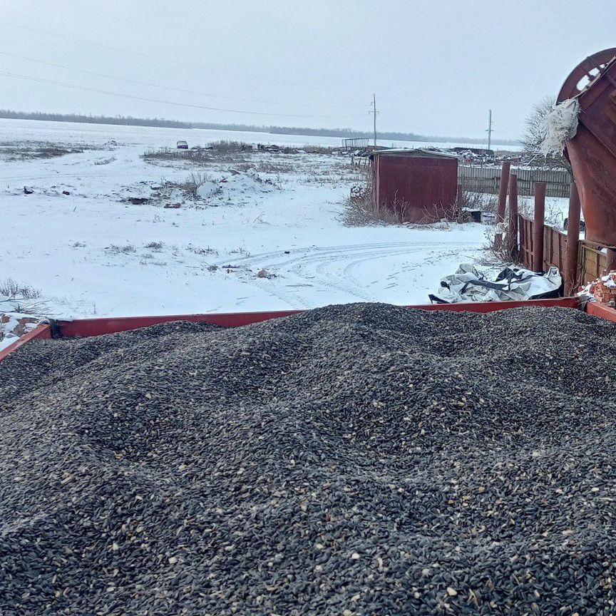 Семена подсолнечника