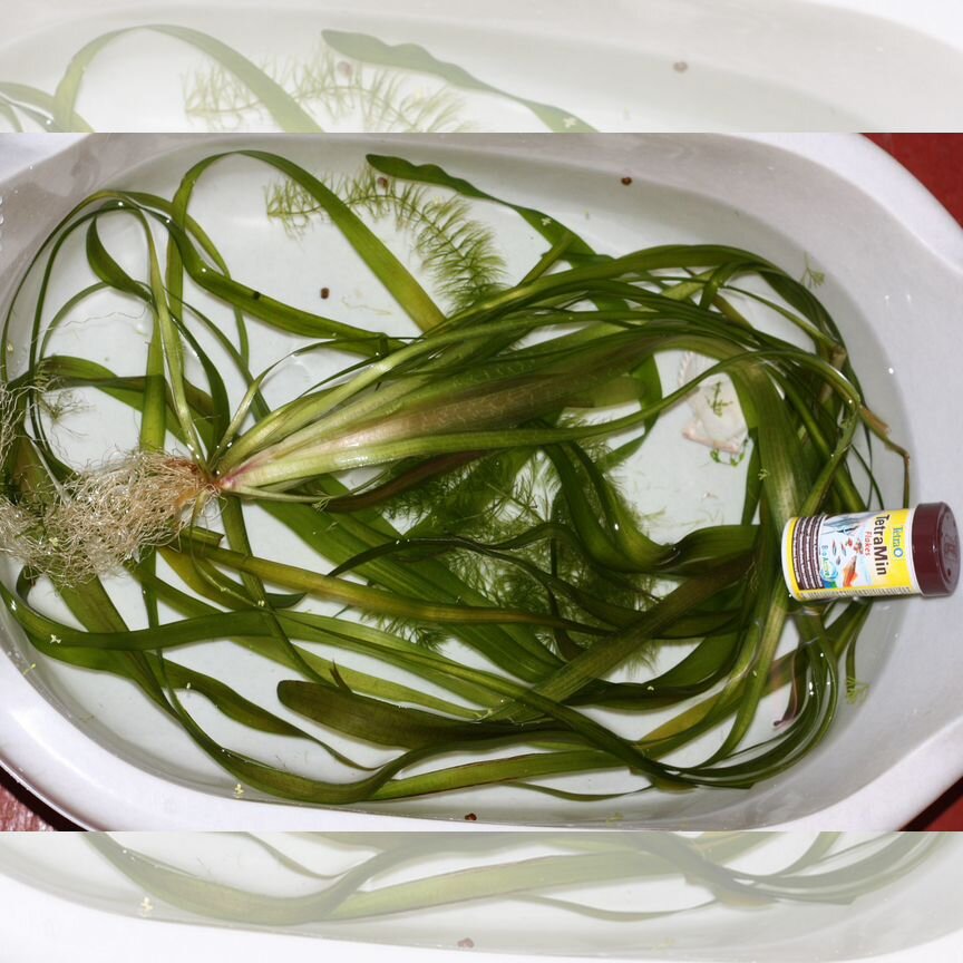 Растение аквариумное валлиснерия